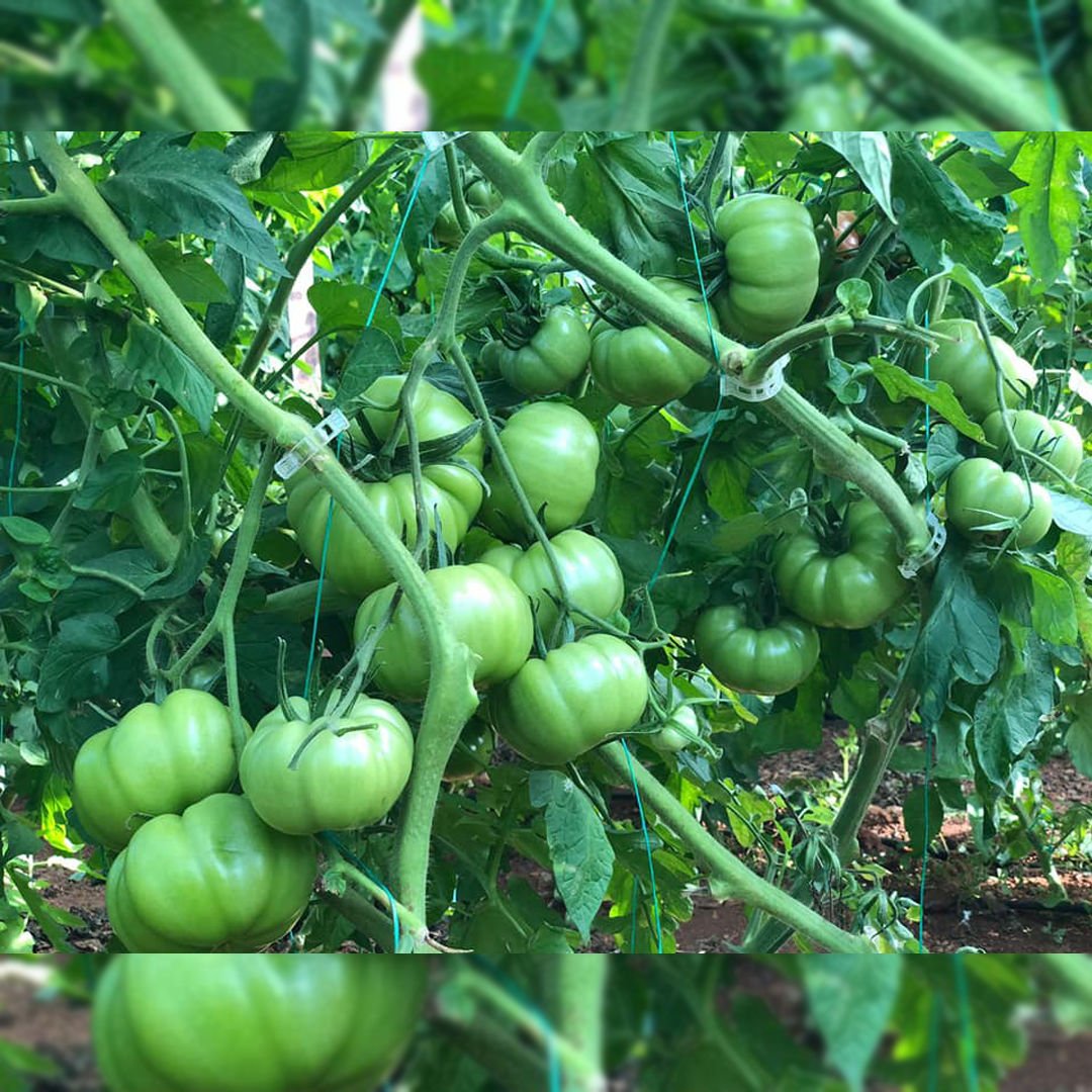 Ergen F1 Pembe Domates Fidesi | Fide Deposu