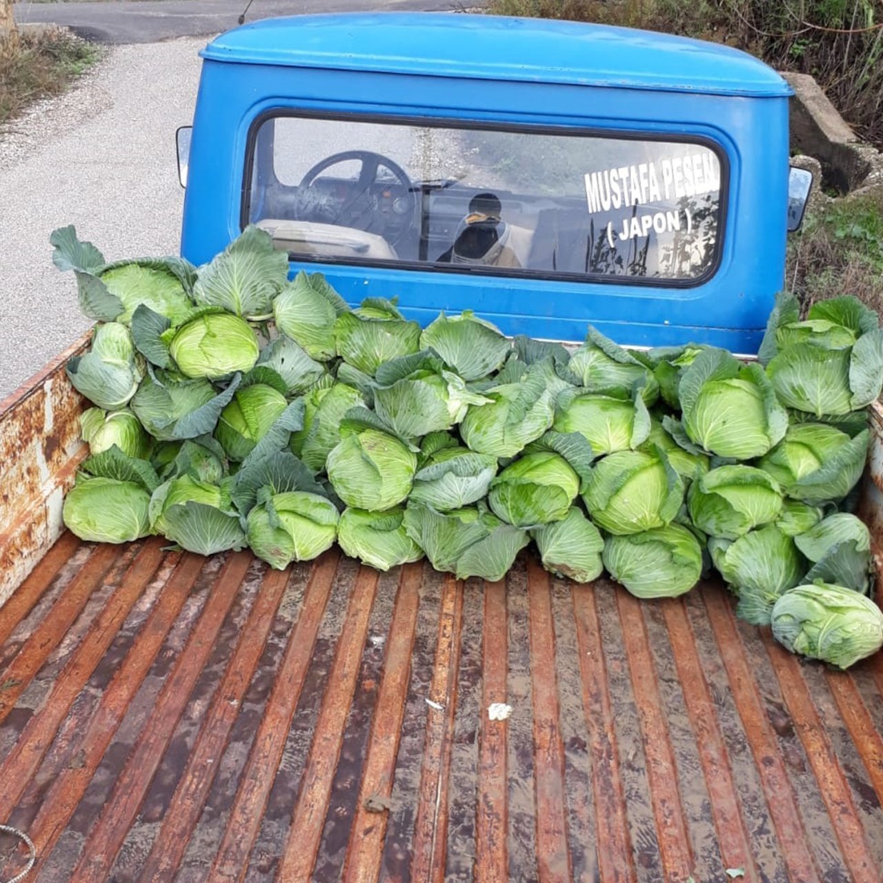 Sarman F1 Beyaz Lahana Fidesi | Fide Deposu